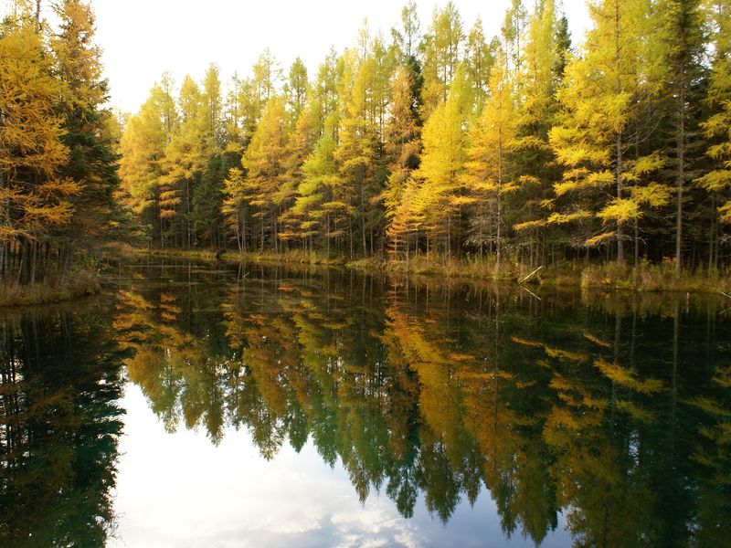 Fall Tamarack Colors | Smithsonian Photo Contest | Smithsonian Magazine