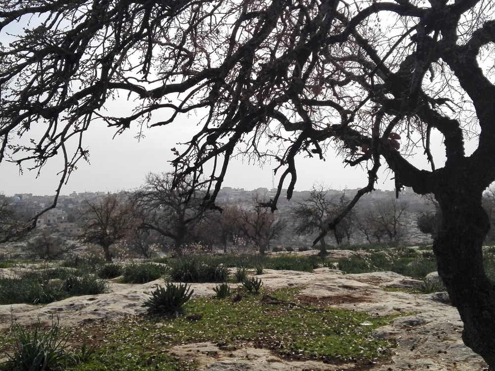 Village tree | Smithsonian Photo Contest | Smithsonian Magazine