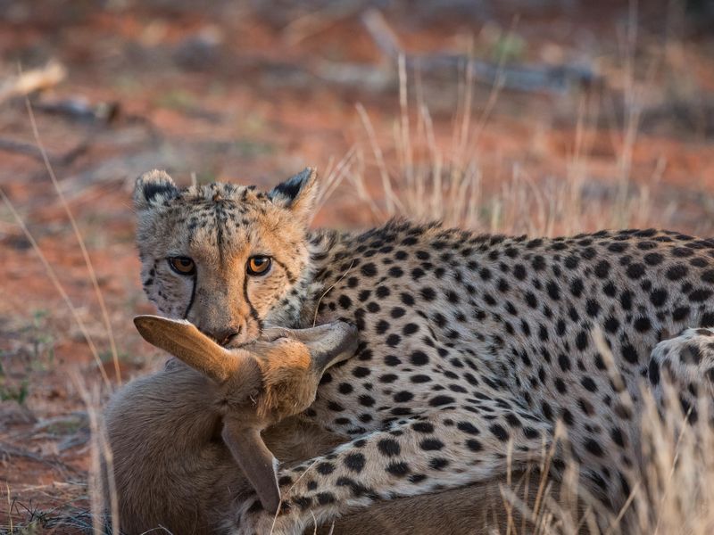 Cheetah on a kill | Smithsonian Photo Contest | Smithsonian Magazine