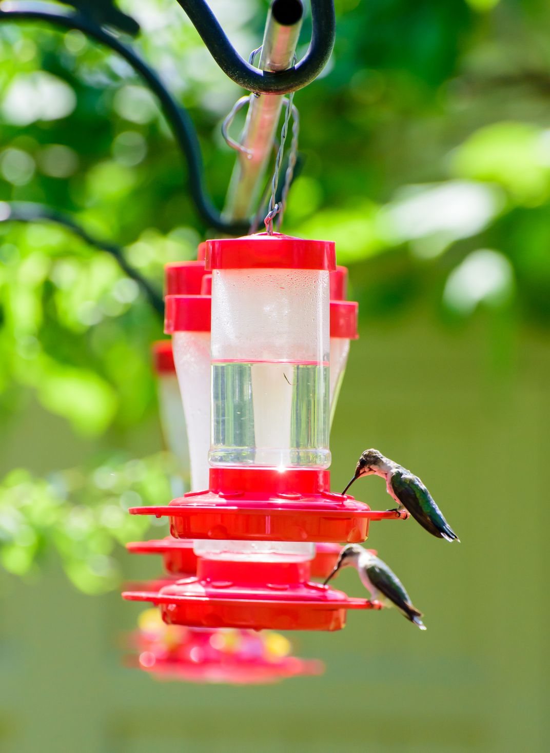 The Happy Hummers | Smithsonian Photo Contest | Smithsonian Magazine