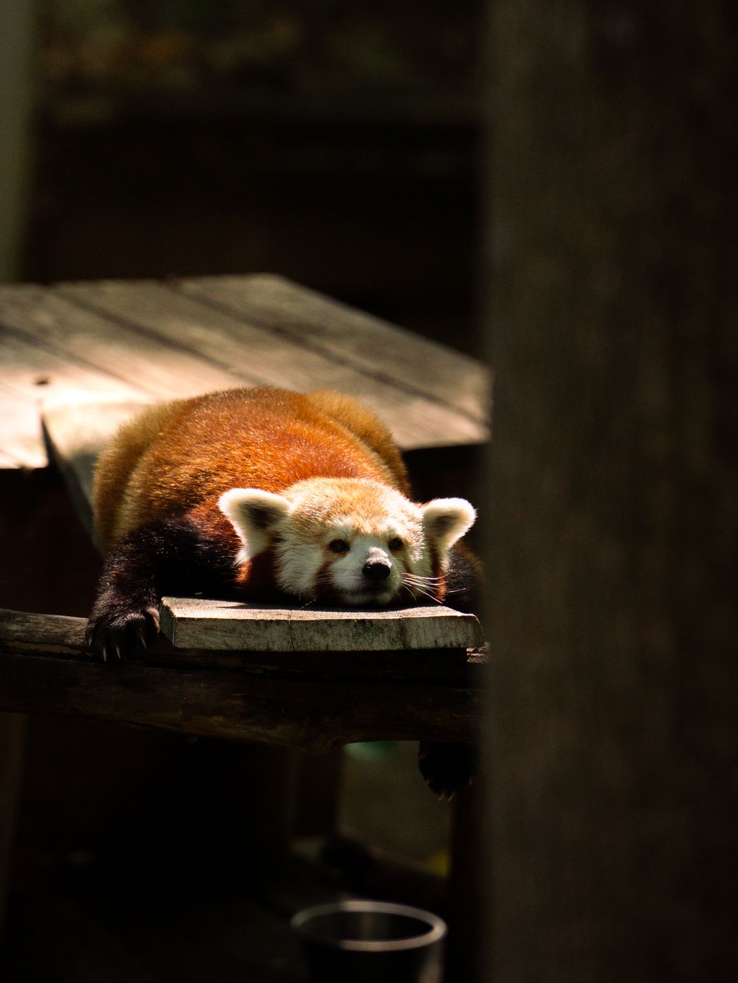 A red panda laying on his perch at the John Ball Zoo | Smithsonian ...