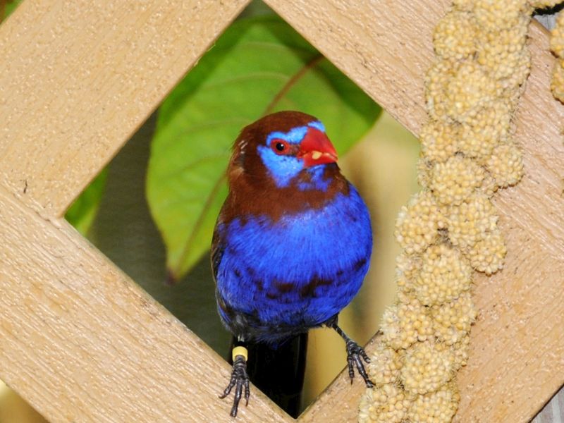 Pretty Blue Bird | Smithsonian Photo Contest | Smithsonian Magazine