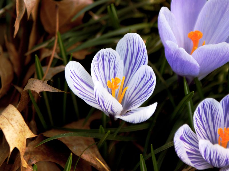 The first flower buds of the spring | Smithsonian Photo Contest ...