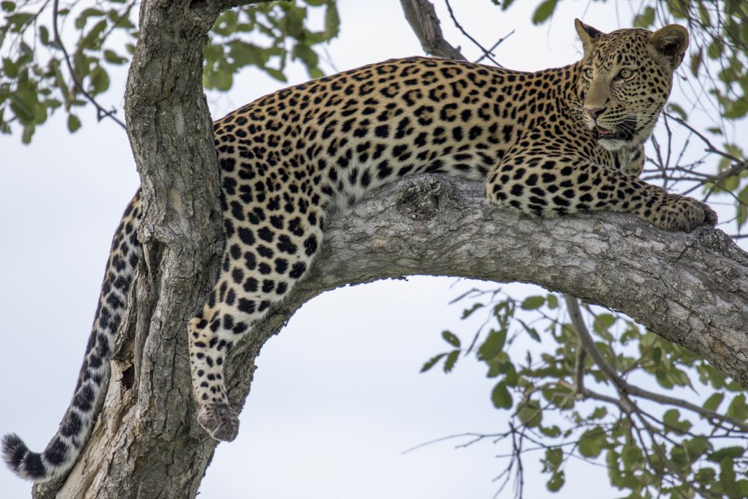 Young Female Leopard Resting on a Tree Branch | Smithsonian Photo ...