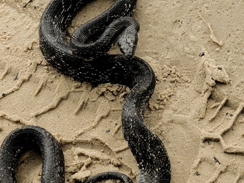 Snake driven over in the rain | Smithsonian Photo Contest | Smithsonian ...