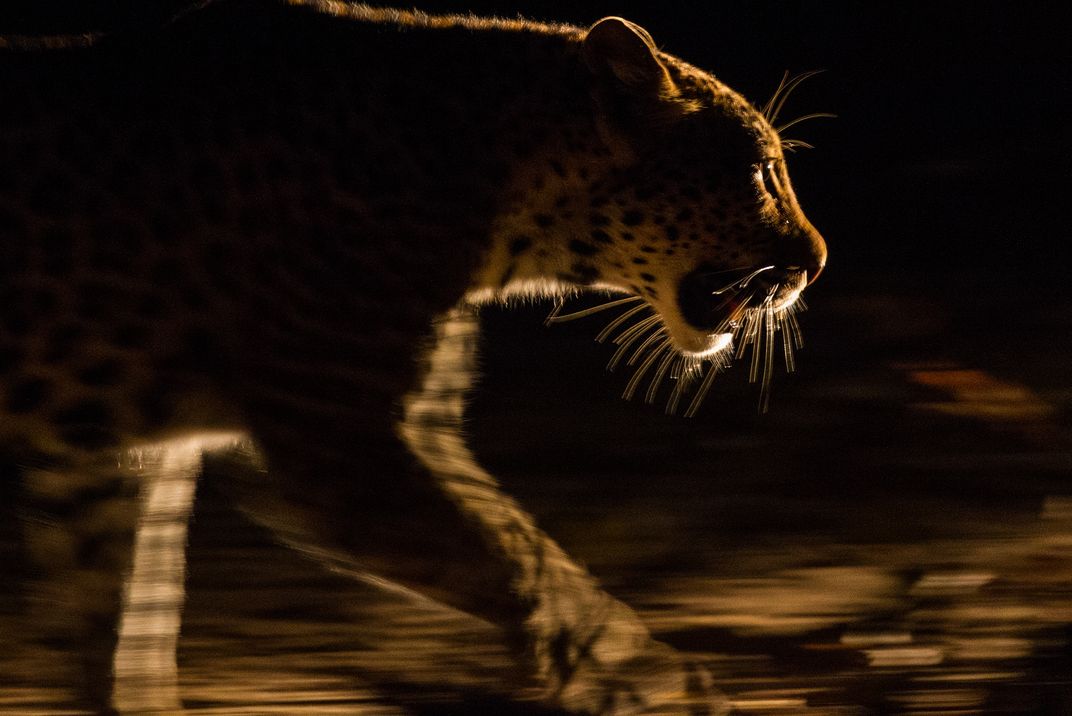 Leopard on the move | Smithsonian Photo Contest | Smithsonian Magazine