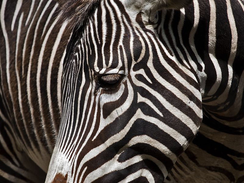 Zebra | Smithsonian Photo Contest | Smithsonian Magazine
