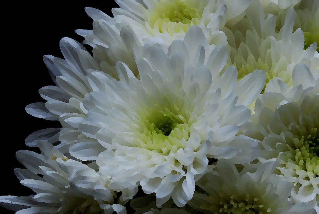 These flowers are called Crisantemos in Spanish, and captured under ...