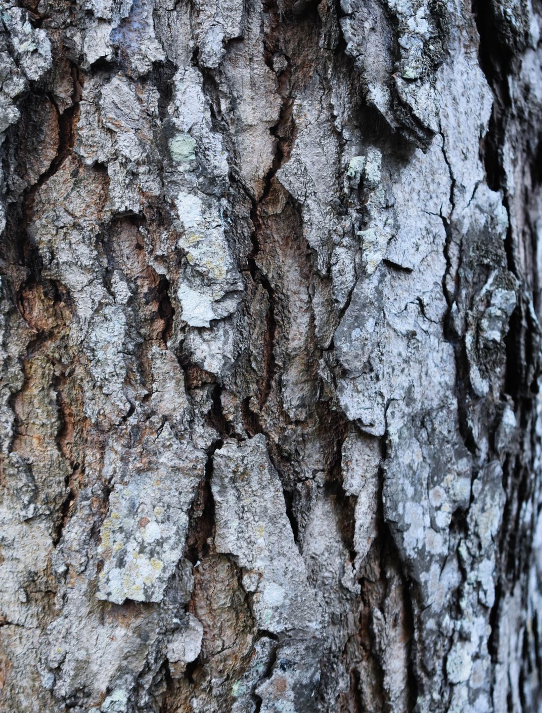 Tree Texture | Smithsonian Photo Contest | Smithsonian Magazine