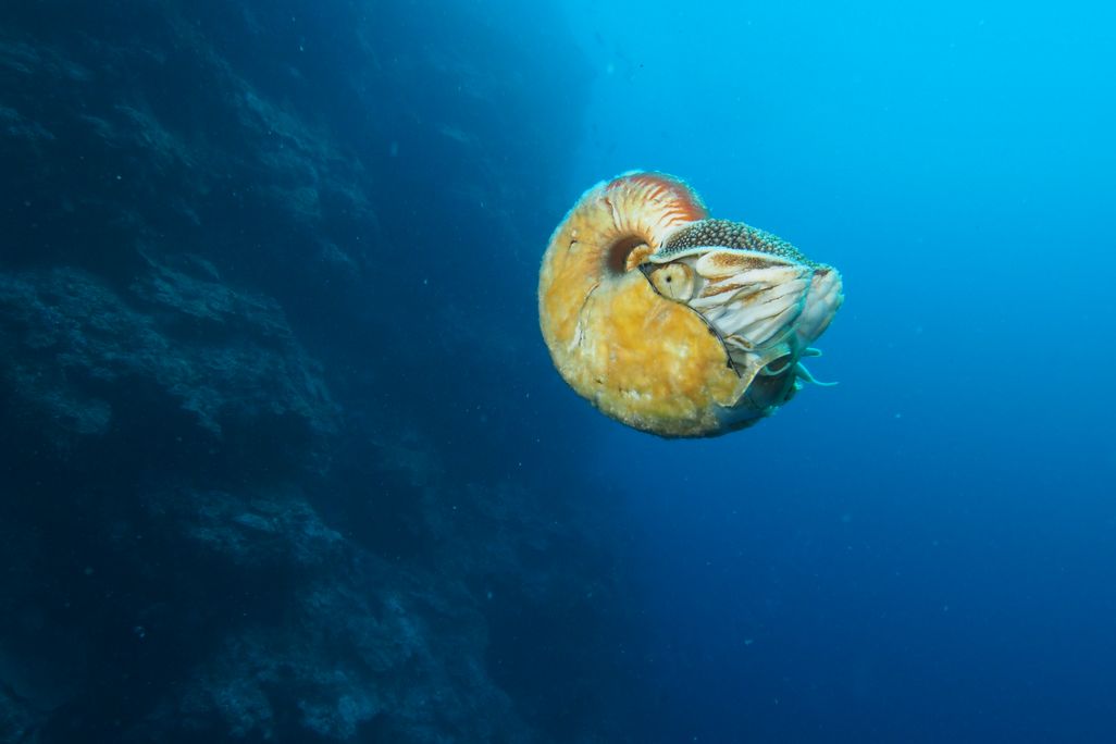 nautilus shell function