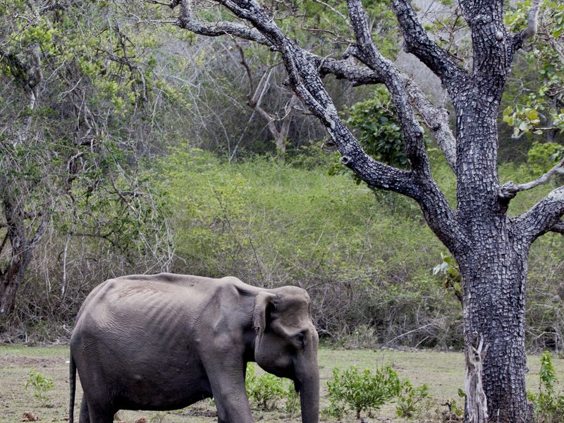Elephant in Bandipur national park | Smithsonian Photo Contest ...
