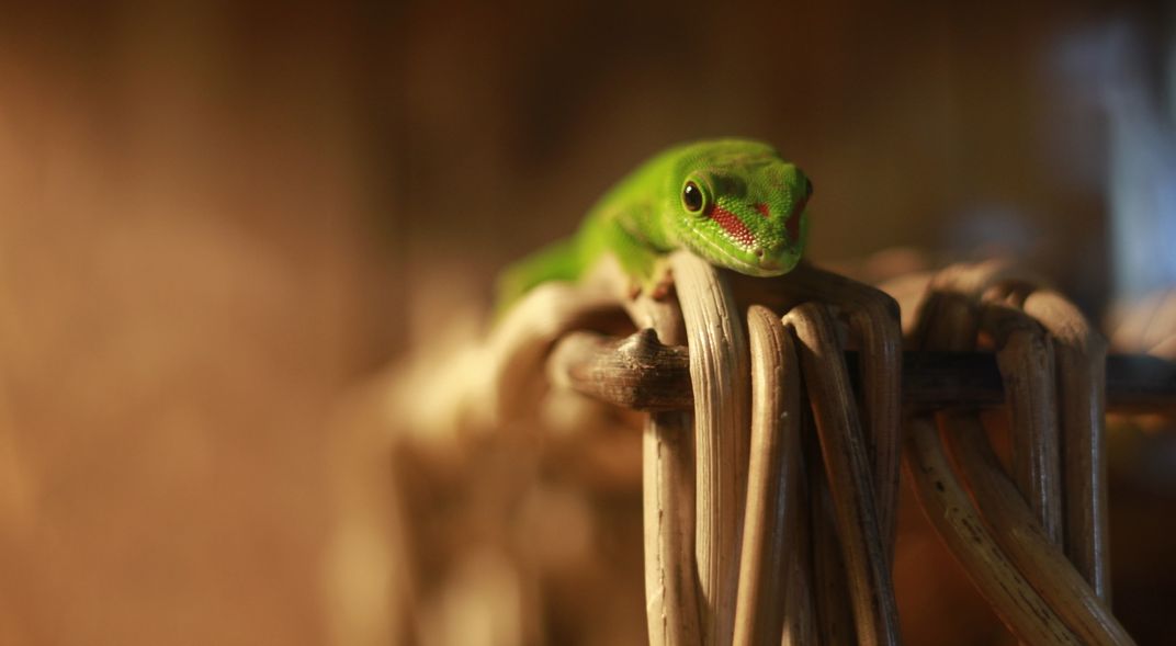 A gecko says hello | Smithsonian Photo Contest | Smithsonian Magazine