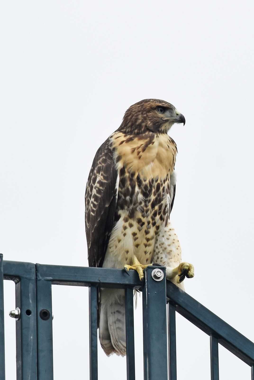 Young hawk sitting on the fence by the library. | Smithsonian Photo ...
