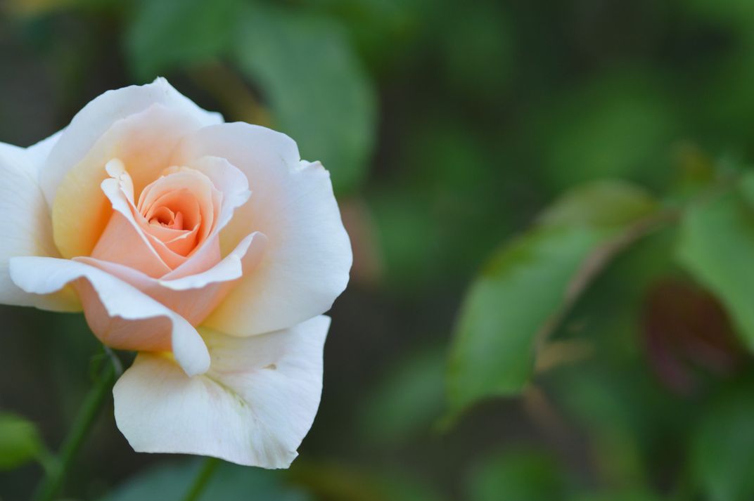 Peach Rose | Smithsonian Photo Contest | Smithsonian Magazine