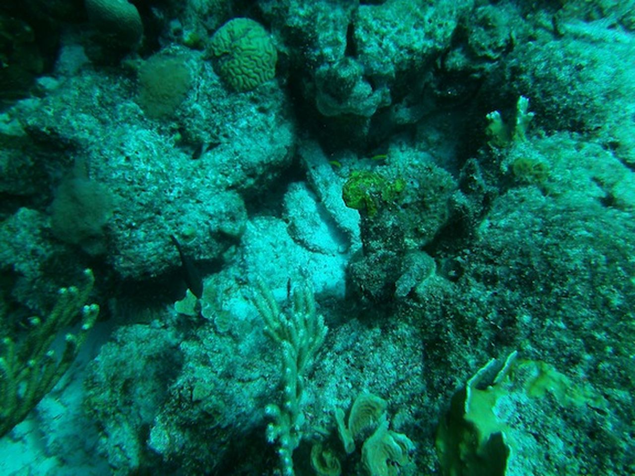 Frogfish Eating Speed