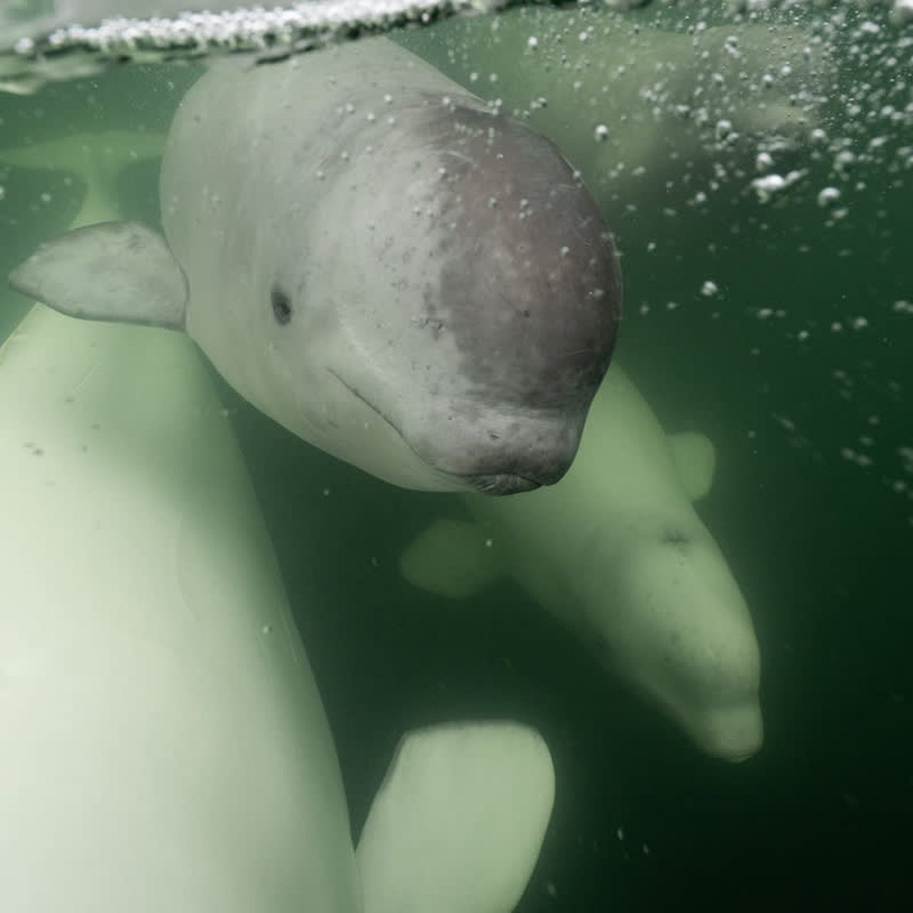 how much does a baby beluga whale weigh