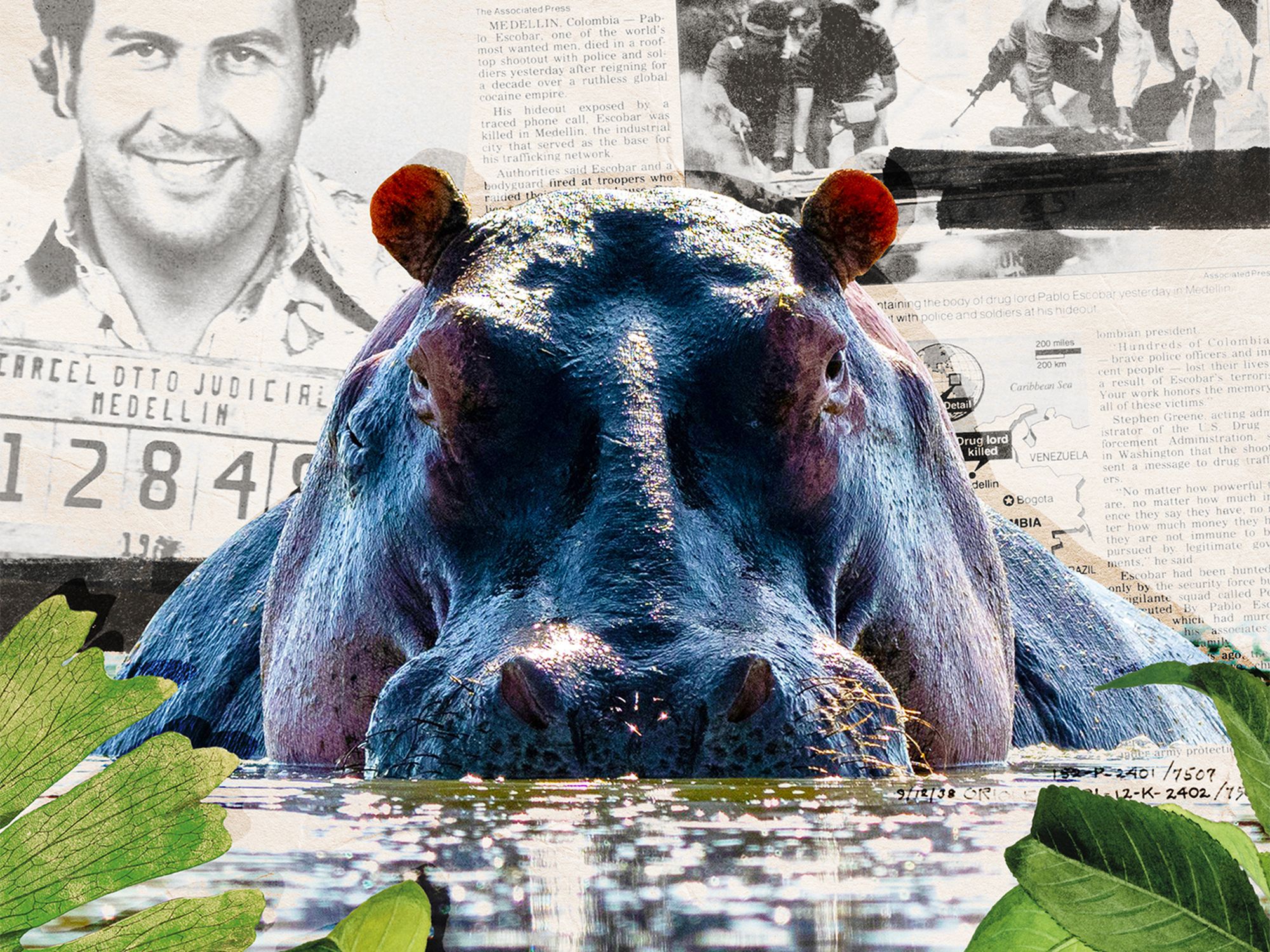 The Wild Story of What Happened to Pablo Escobar’s Hungry, Hungry Hippos