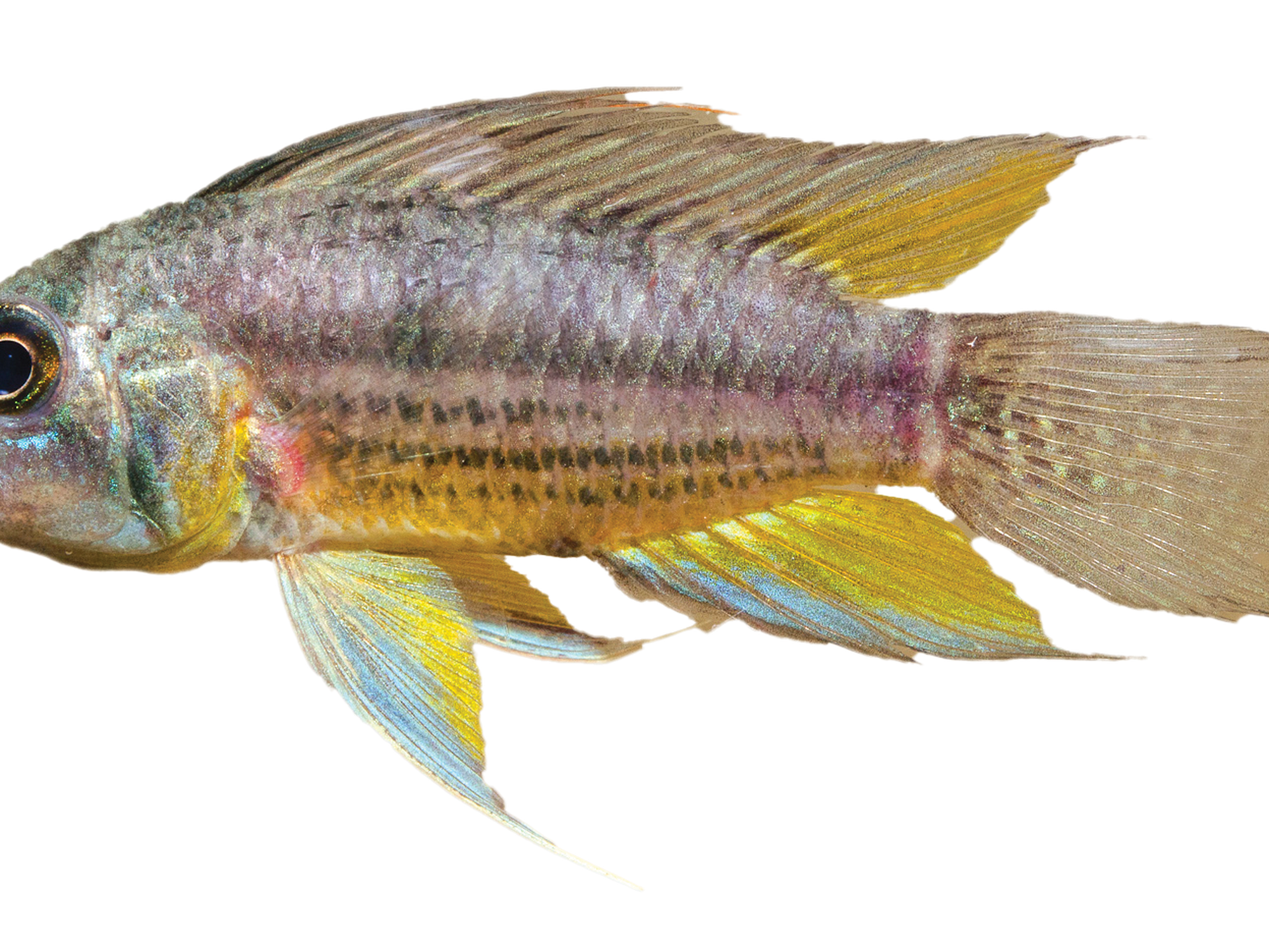 Fishes of the Amazon | Smithsonian Voices | Your IMPACT | Your ...