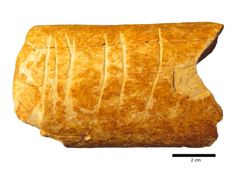 line bone marking example
