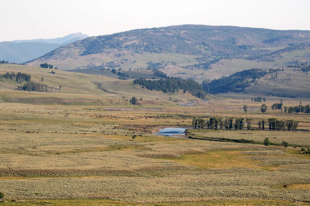 Restoring Bison to Yellowstone Has 'Reawakened' the Ecosystem as the ...