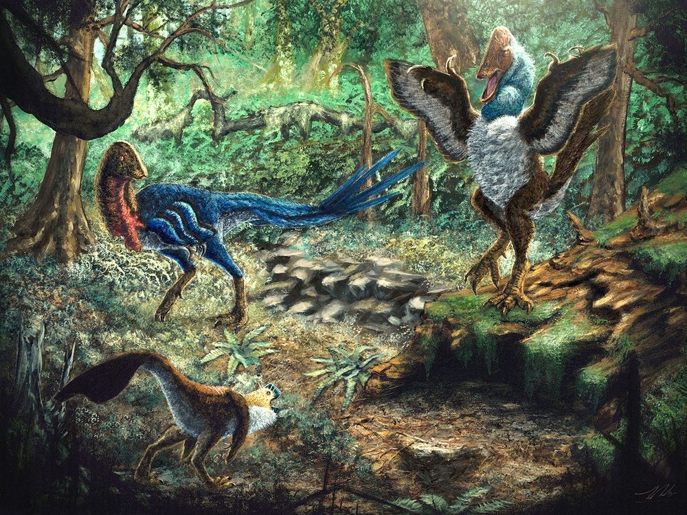 Newly Discovered, Parrot-Like Dinosaur Roamed North America Alongside T ...