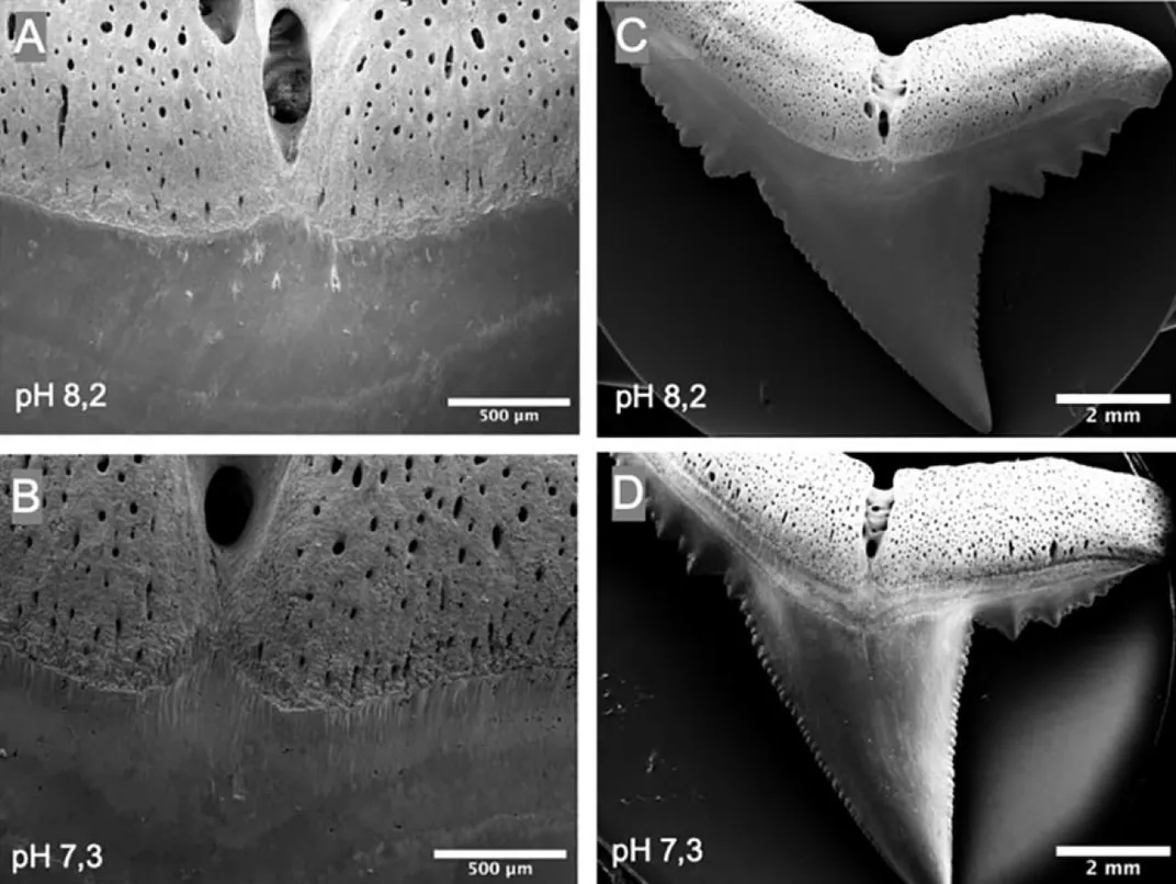 Sharks' Teeth Could Suffer Damage as Ocean Acidification Intensifies ...