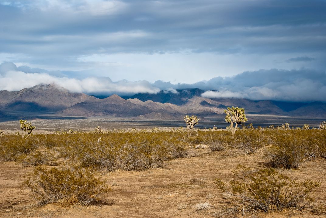 Storm clouds roll in over the joshua trees in the Arizona desert ...