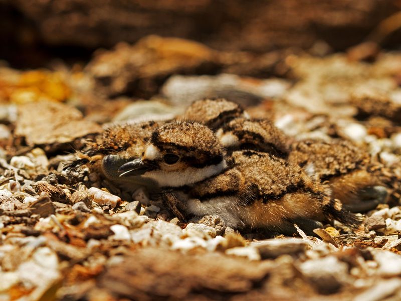 Killdeer babies less than a day old. | Smithsonian Photo Contest ...