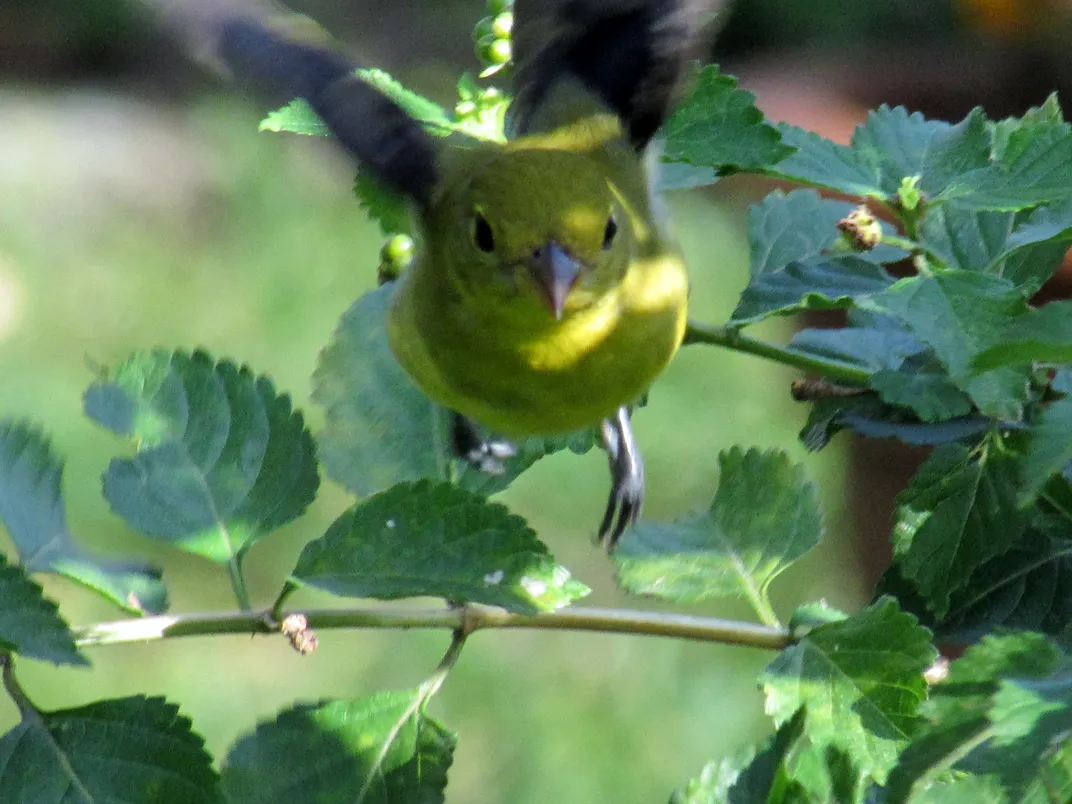 Nonbreeding male Scarlet Tanager in flight. | Smithsonian Photo Contest ...