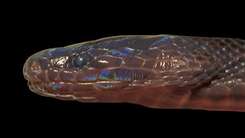 Snake Evolution Tree