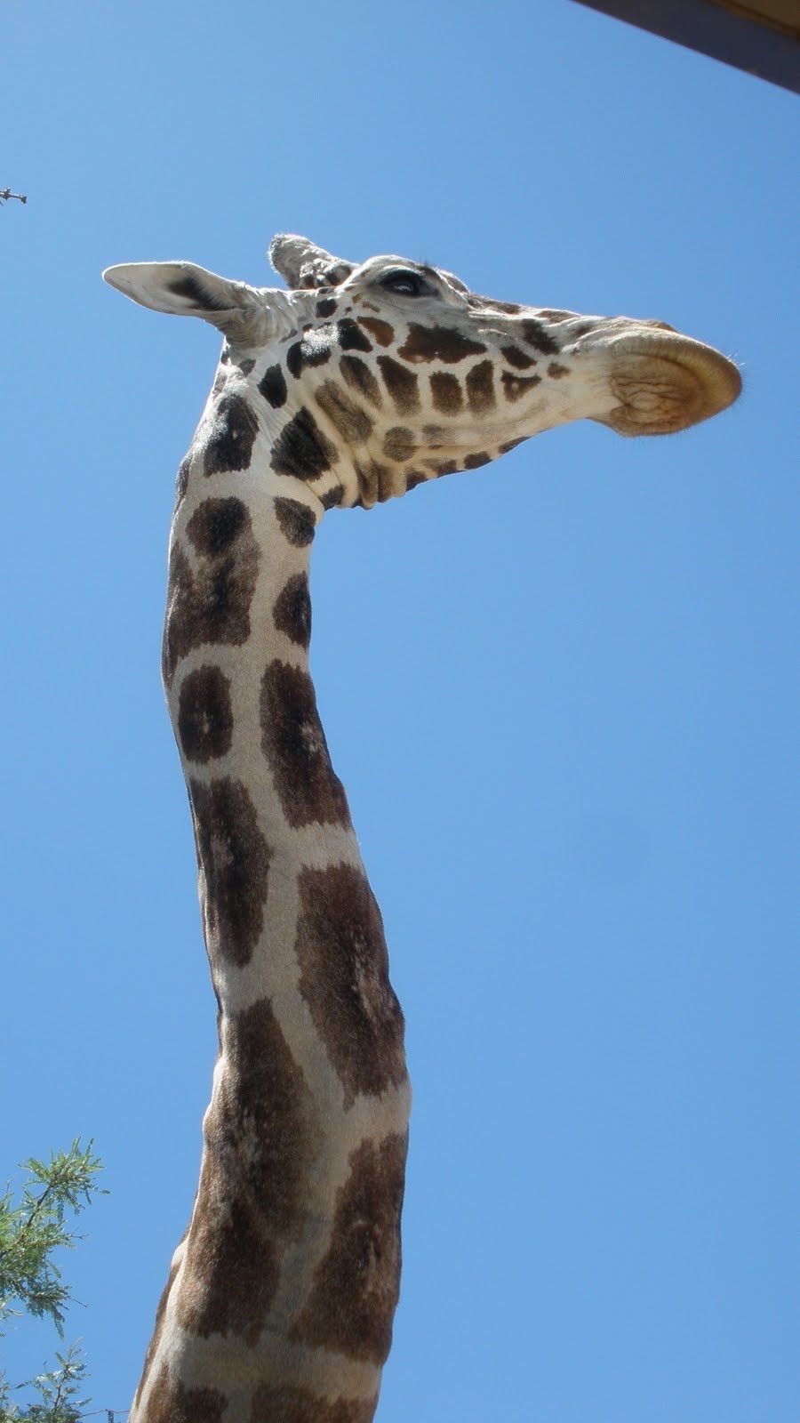 Up close of a giraffe at a wildlife reserve in Arizona | Smithsonian ...