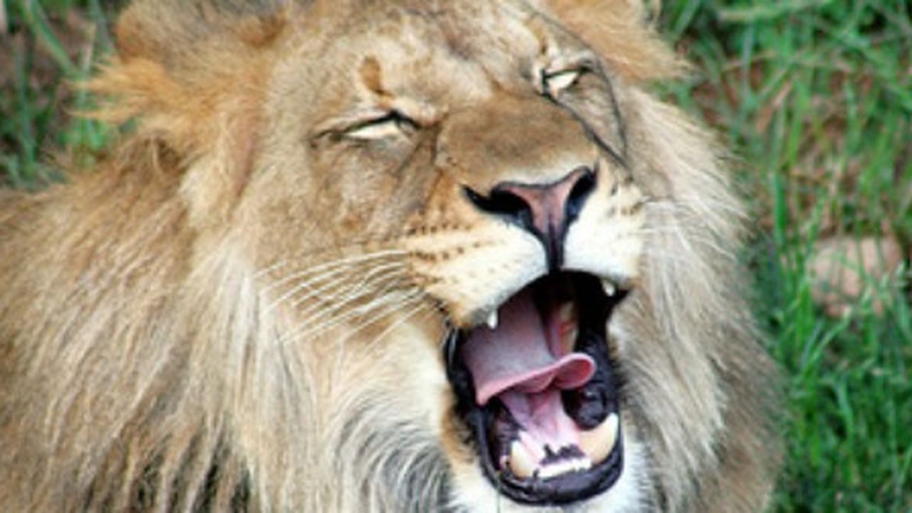 When And Why Do Lions Roar - Infoupdate.org