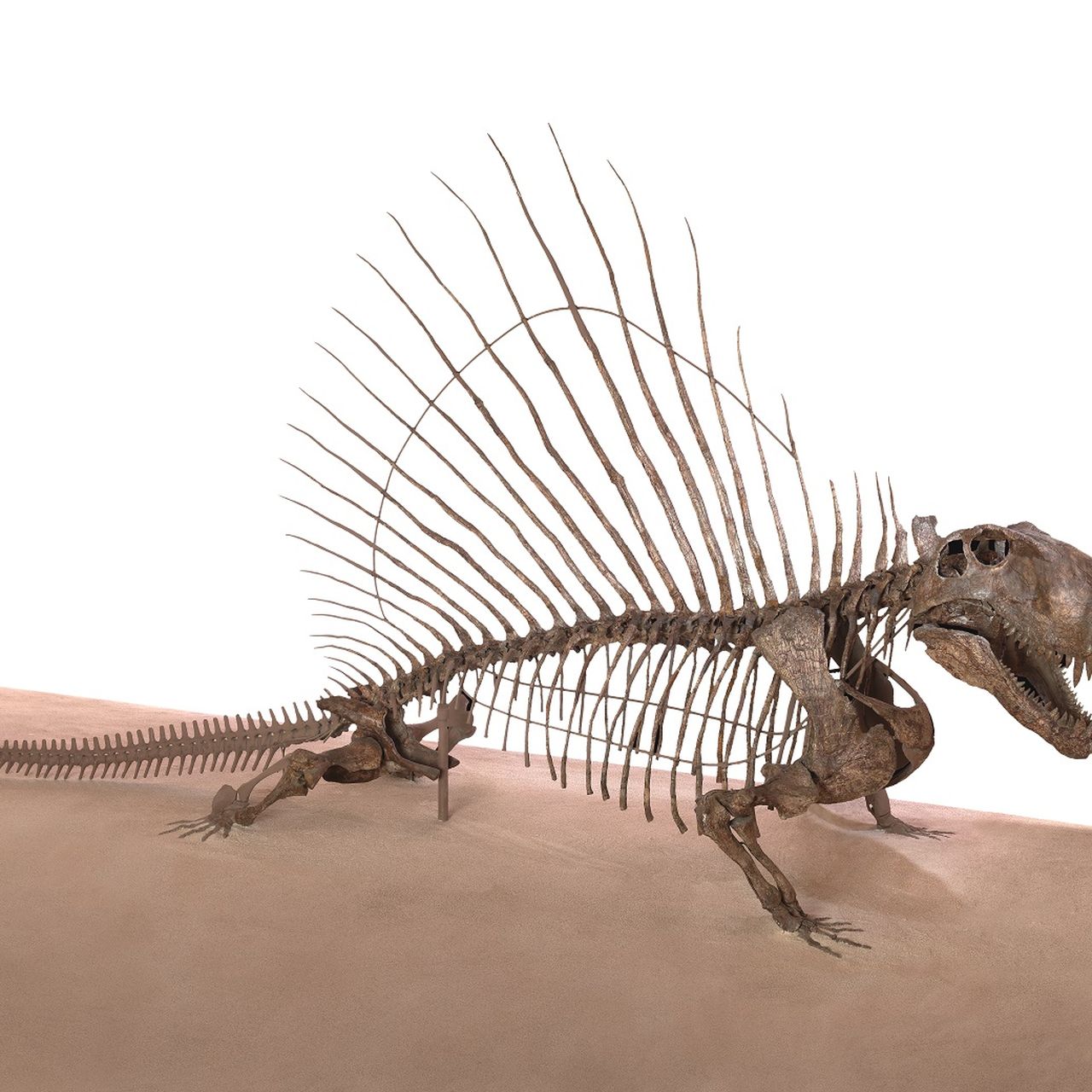 dimetrodon skeleton