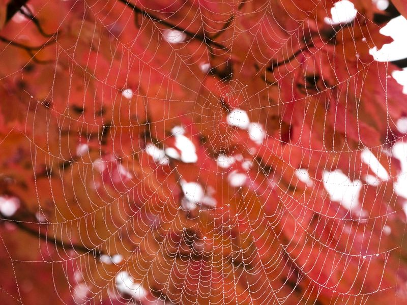Spider Web on Red | Smithsonian Photo Contest | Smithsonian Magazine