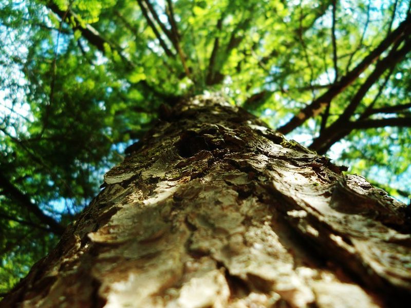 View from the bottom of a tree | Smithsonian Photo Contest ...