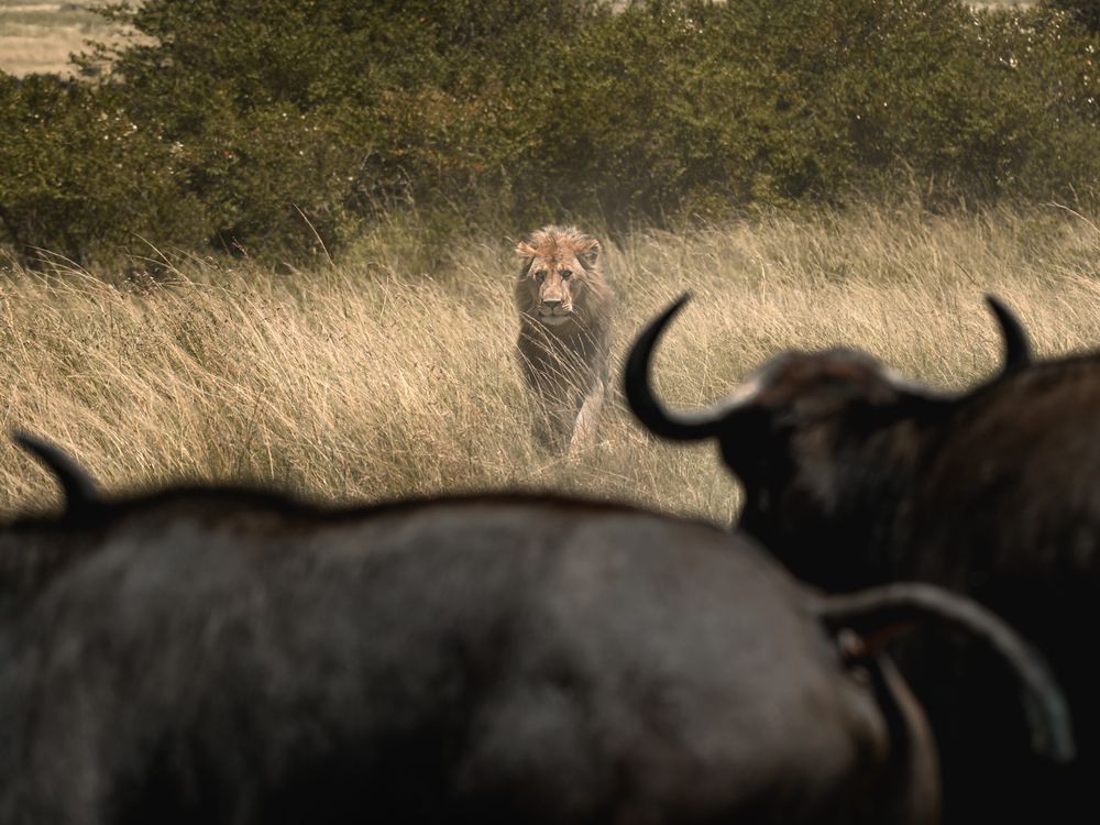 The Standoff | Smithsonian Photo Contest | Smithsonian Magazine