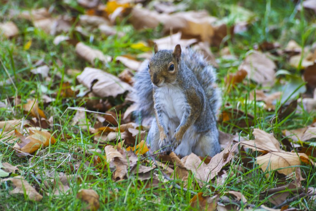 Coexistence in the Natural World | Smithsonian Photo Contest ...