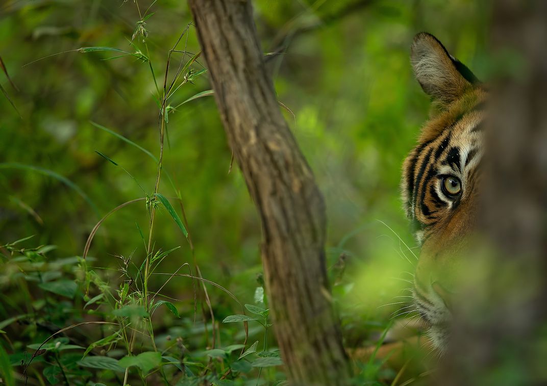 Green Peep | Smithsonian Photo Contest | Smithsonian Magazine