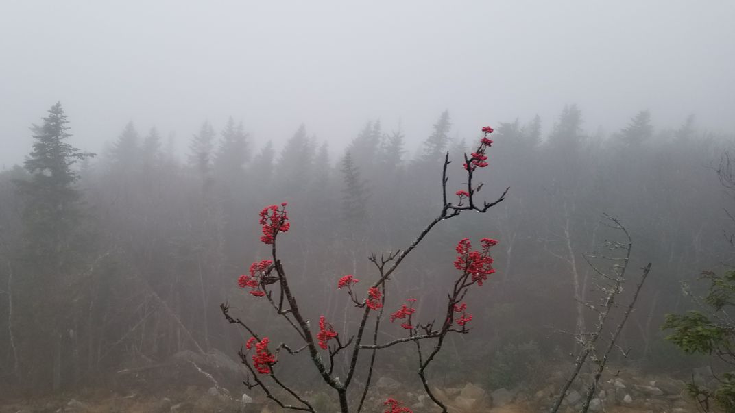 Red berries contrasted by dreary background | Smithsonian Photo Contest ...