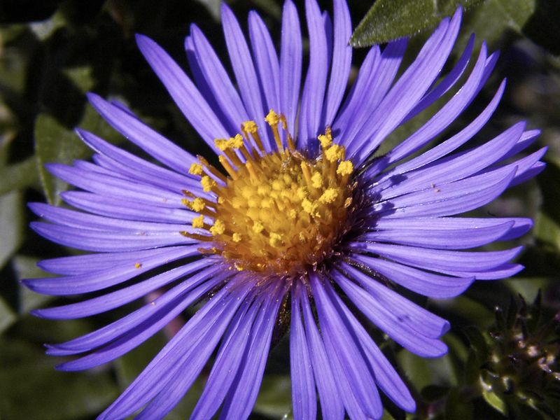 Aster novae-angliae NEW ENGLAND ASTER, a wildflower of the Peacock ...