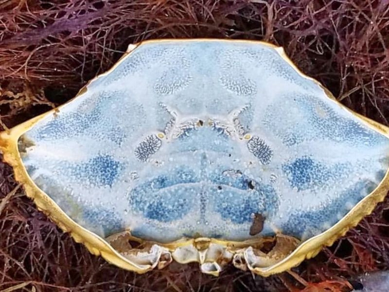 Long Island Blue Crab shell | Smithsonian Photo Contest | Smithsonian ...