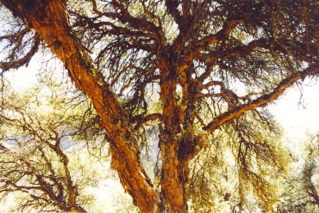 Quenual tree that has a very unique texture. It was take on winter time ...
