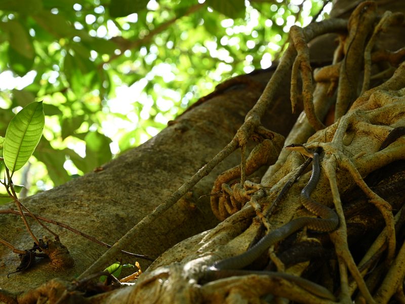 Creeping Vines | Smithsonian Photo Contest | Smithsonian Magazine