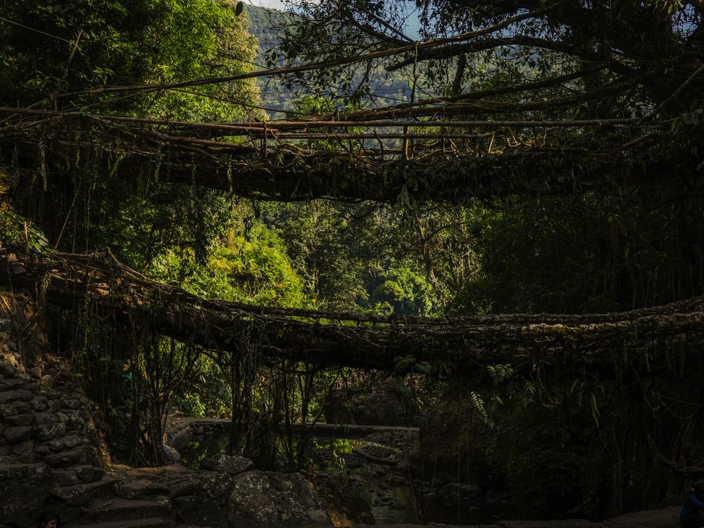 Double Decker Living Root Bridges of Meghalaya | Smithsonian Photo ...