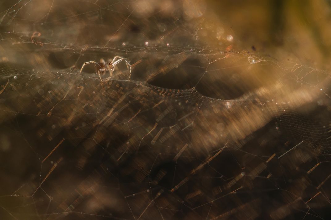 Realm of an ambush hunter | Smithsonian Photo Contest | Smithsonian ...