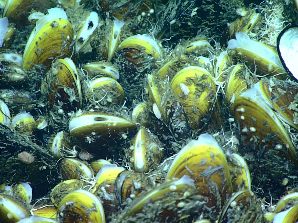 How Did Animals Conquer the Deep Sea? Mussels and Clams Point to Two ...
