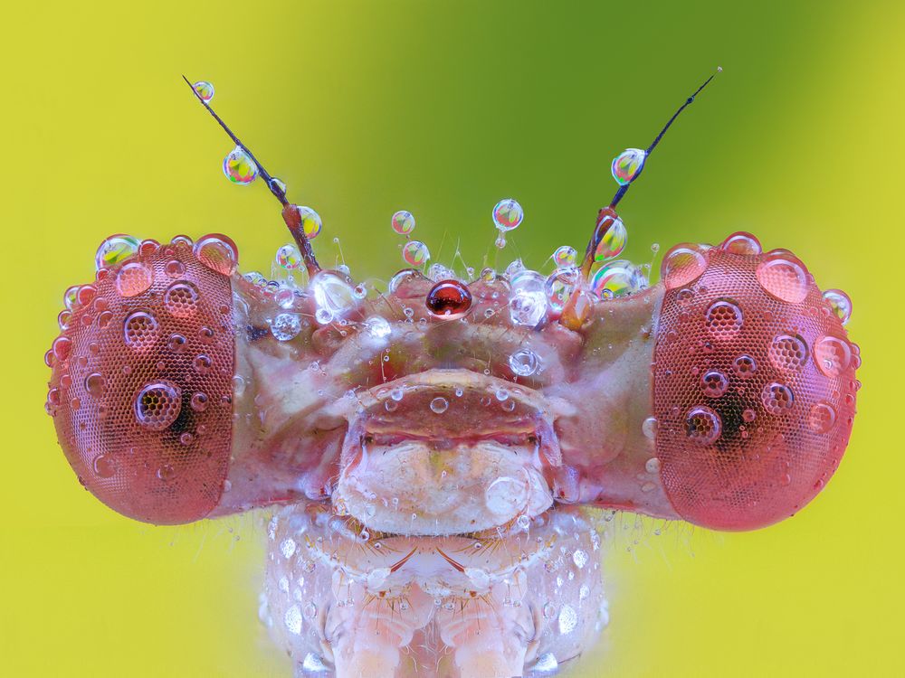 The Jewel Eyed Guardian | Smithsonian Photo Contest | Smithsonian Magazine