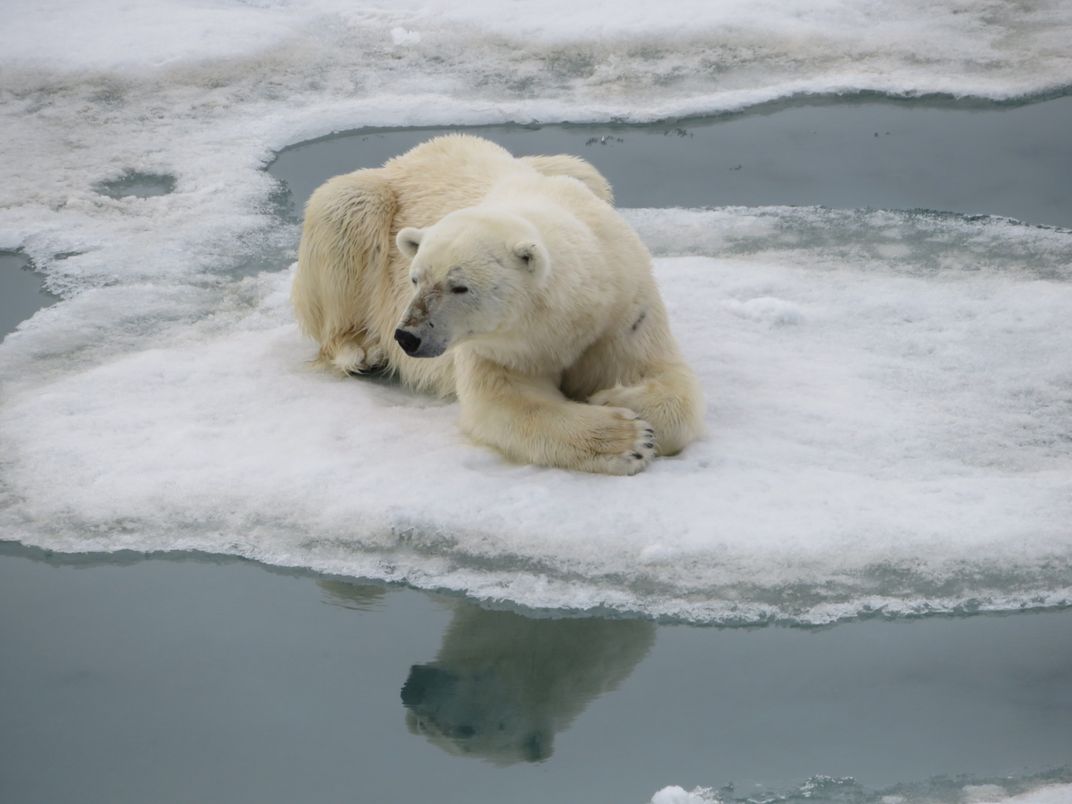 The face of a mellow polar bear is reflected in the ice. | Smithsonian ...