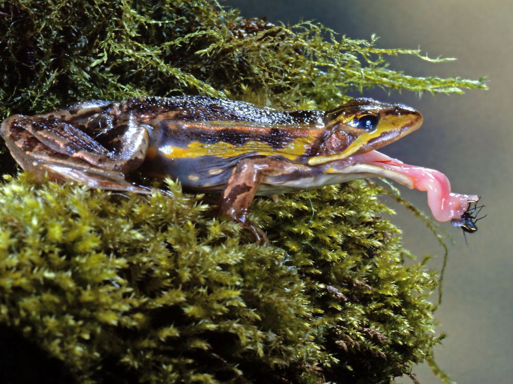 Inside Every Frog's Mouth Is a Sticky, Grabby Bullet