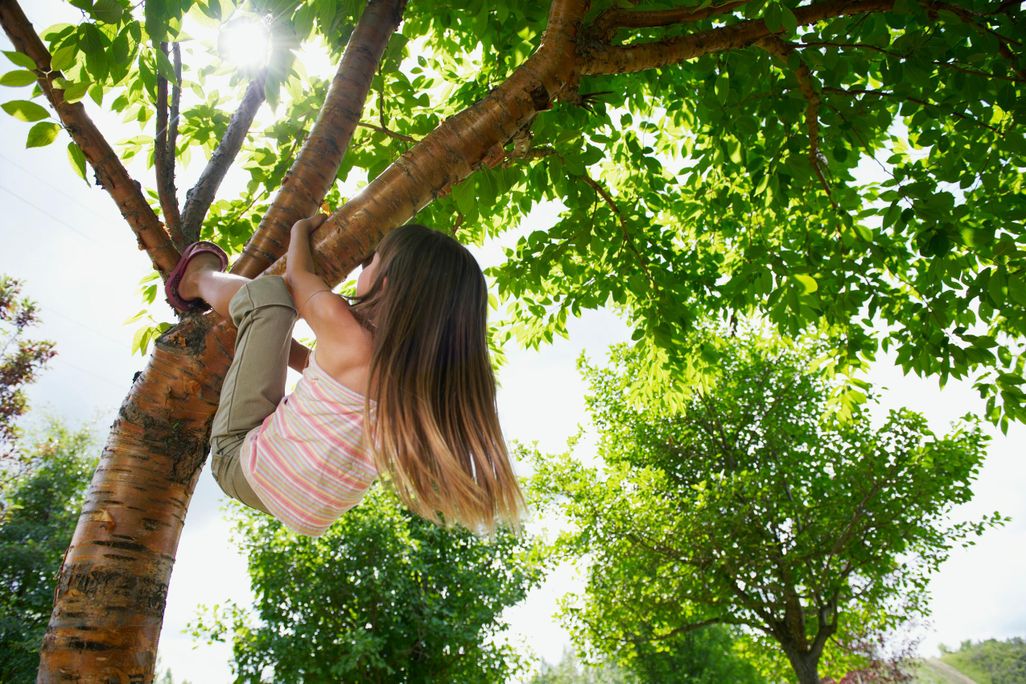 climbing a tree